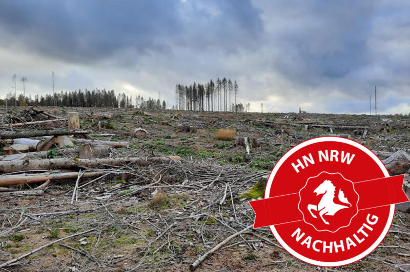 Innovativer Kampf gegen das Waldsterben - Hochschulnetzwerk NRW